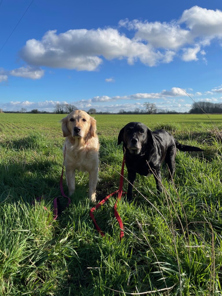 Centre Paws Norfolk - Visit Wymondham